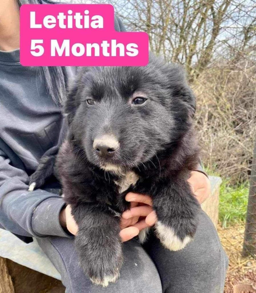 Romanian Dogs - The Paw Project UK