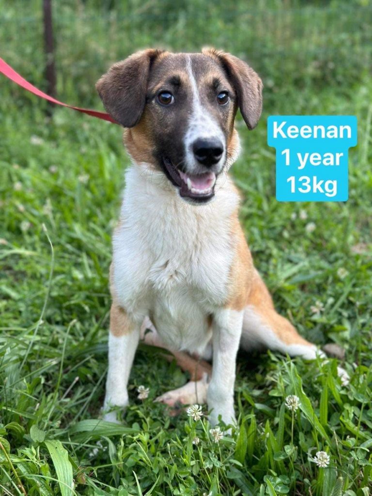 Romanian Dogs - The Paw Project UK