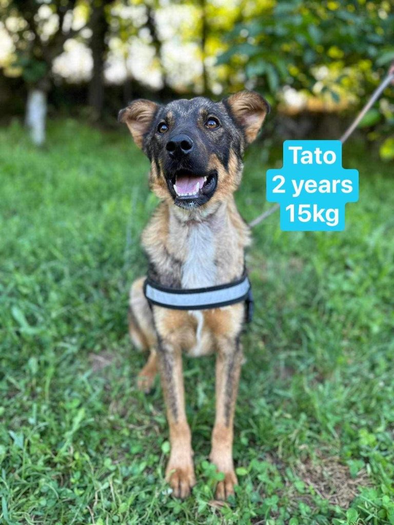 Romanian Dogs - The Paw Project UK