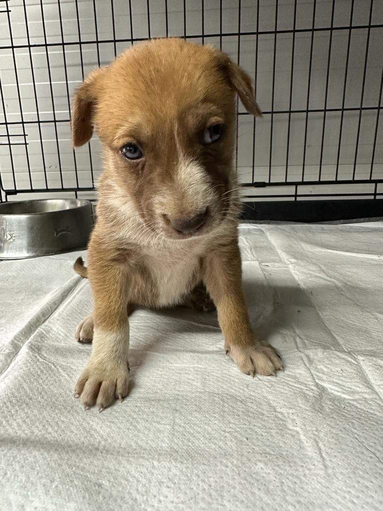 Romanian Dogs - The Paw Project UK