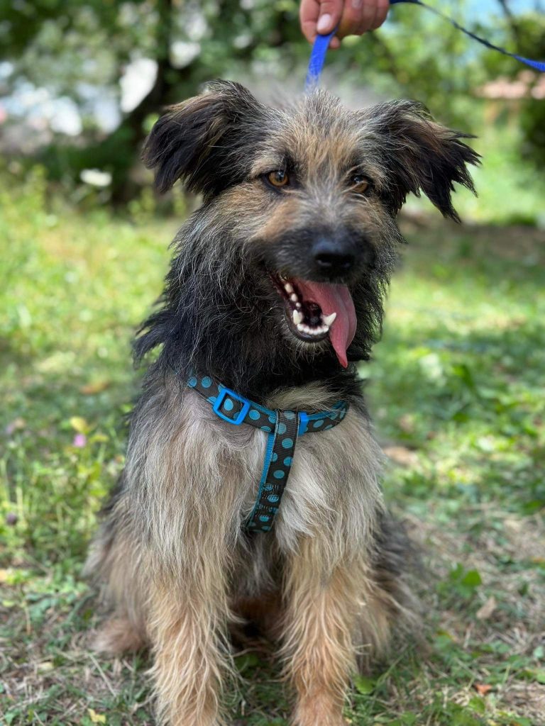 Romanian Dogs - The Paw Project UK