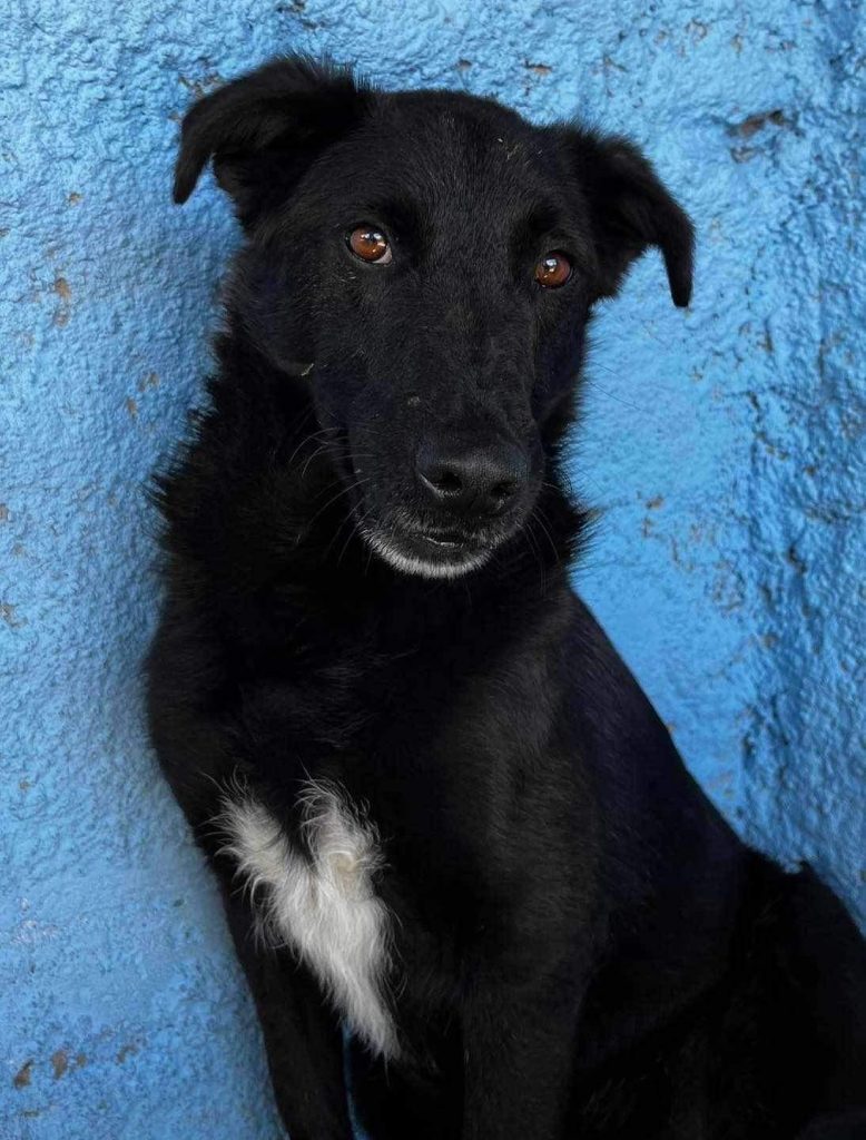 Romanian Dogs - The Paw Project UK