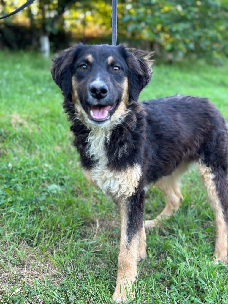 Romanian Dogs - The Paw Project UK