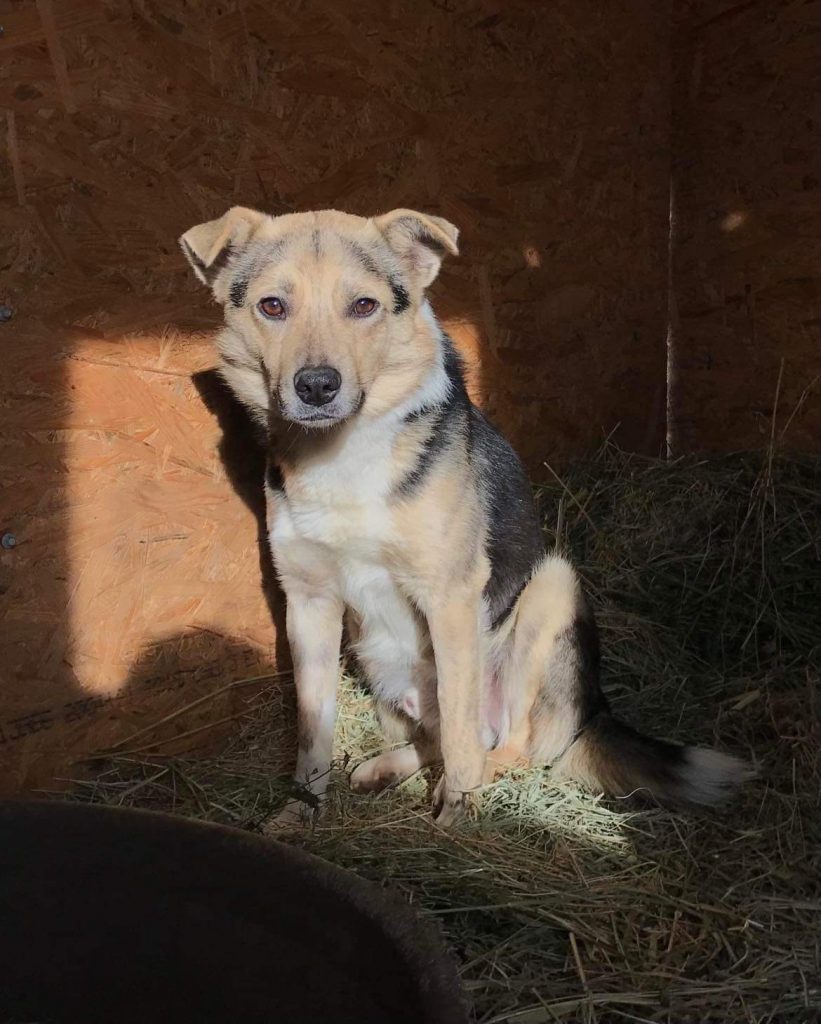 Romanian Dogs - The Paw Project UK