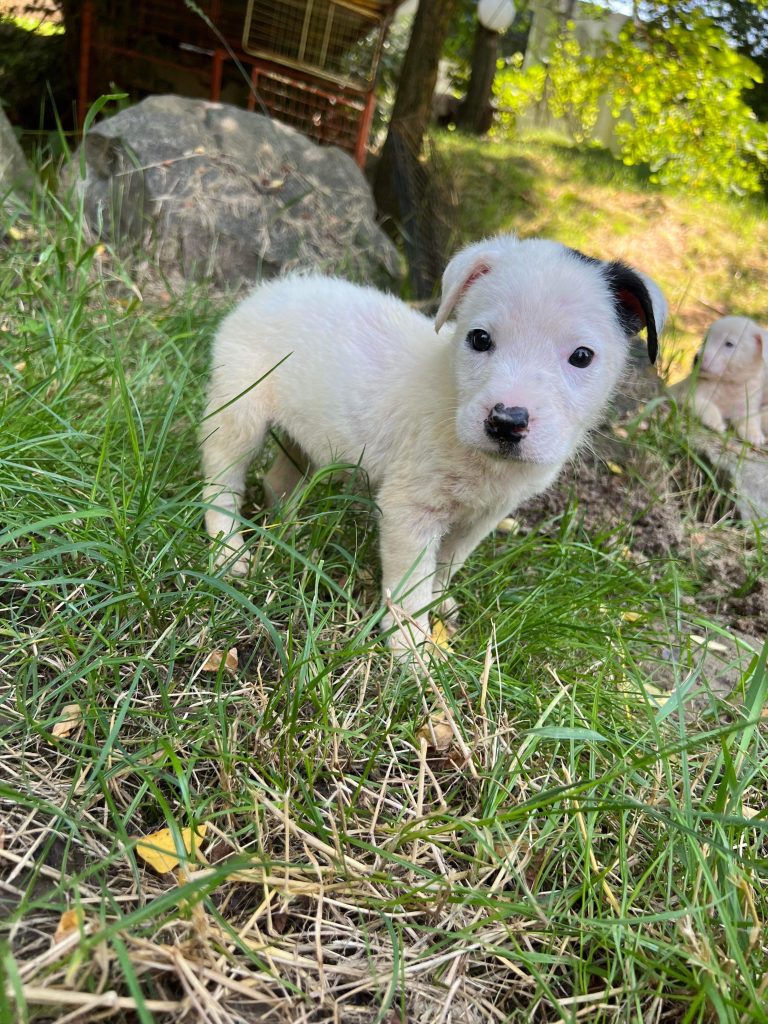 Romanian Dogs - The Paw Project UK