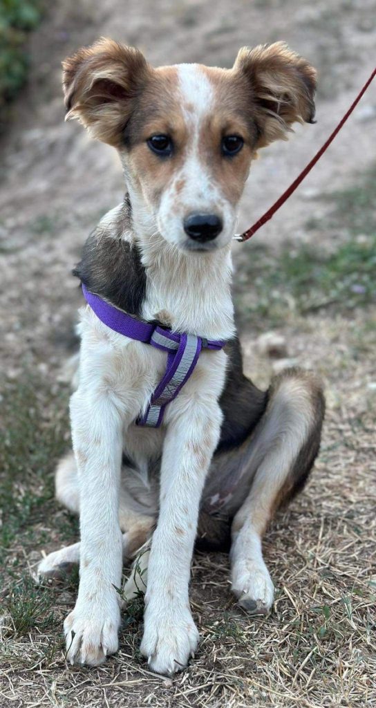 Romanian Dogs - The Paw Project UK