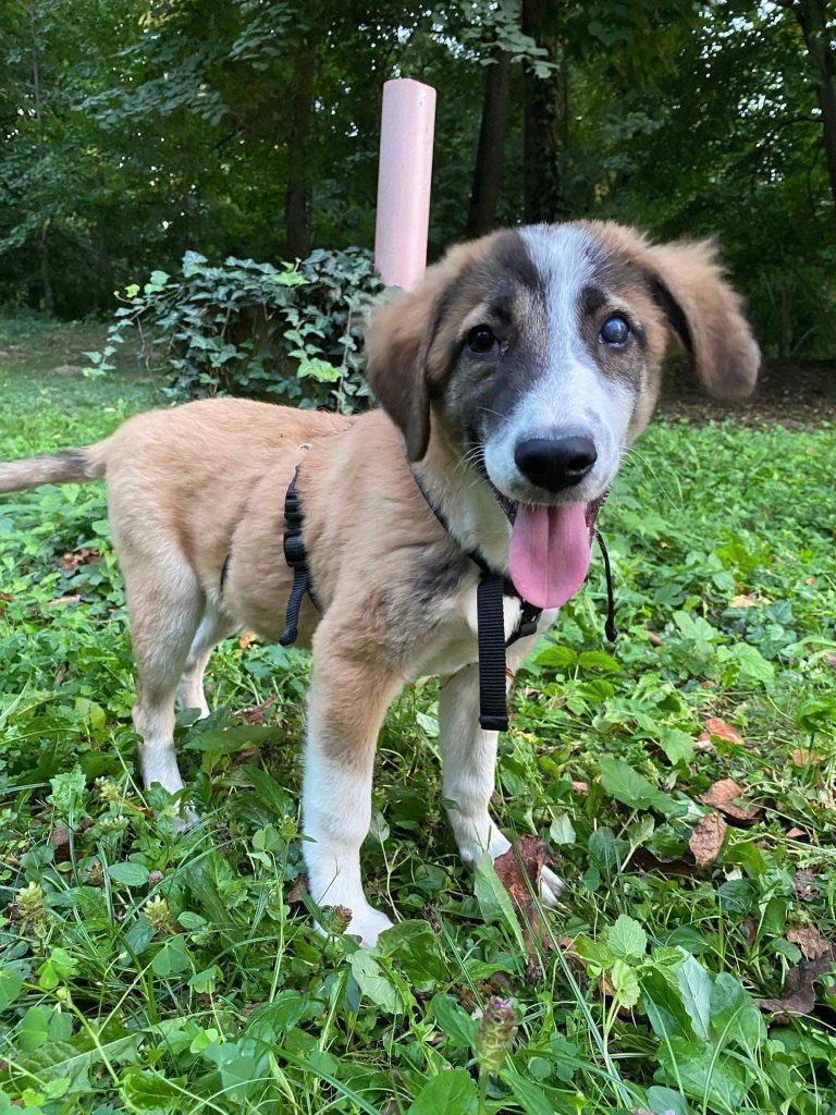 Romanian Dogs - The Paw Project UK