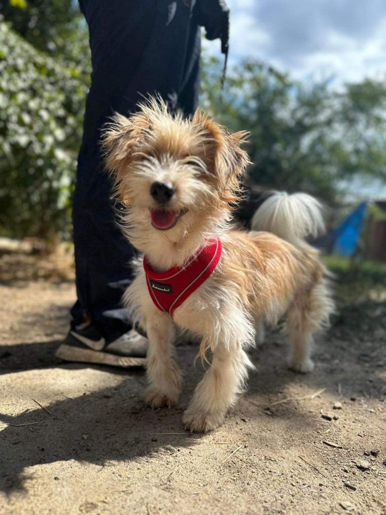 Romanian Dogs - The Paw Project UK