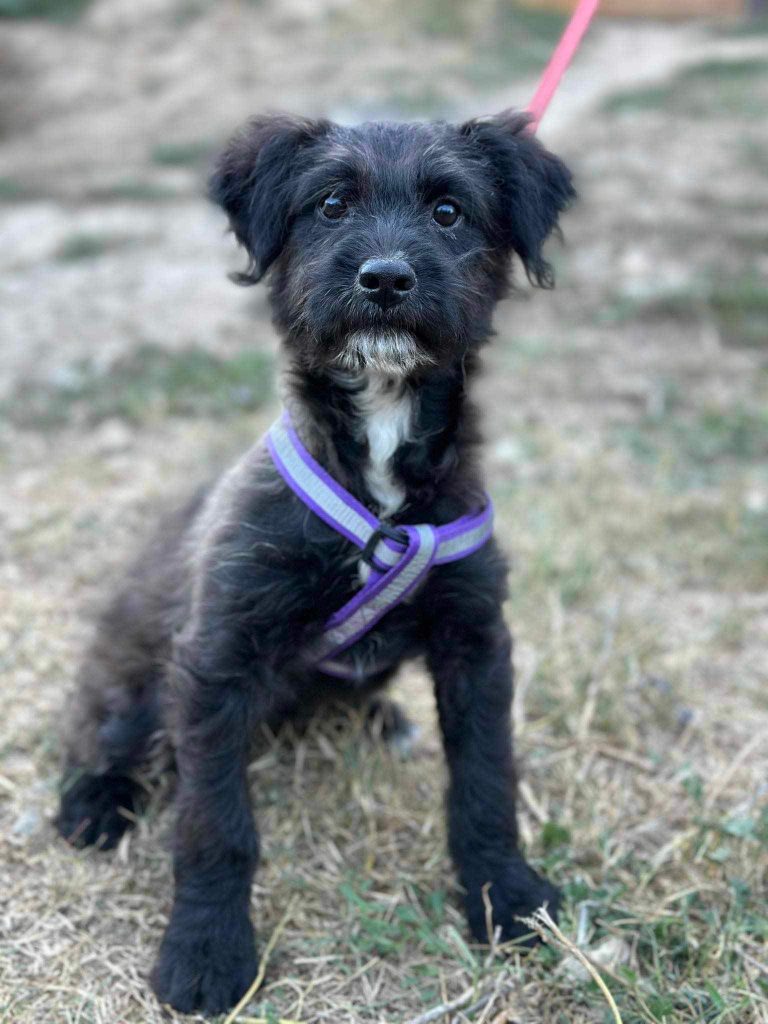 Romanian Dogs - The Paw Project UK