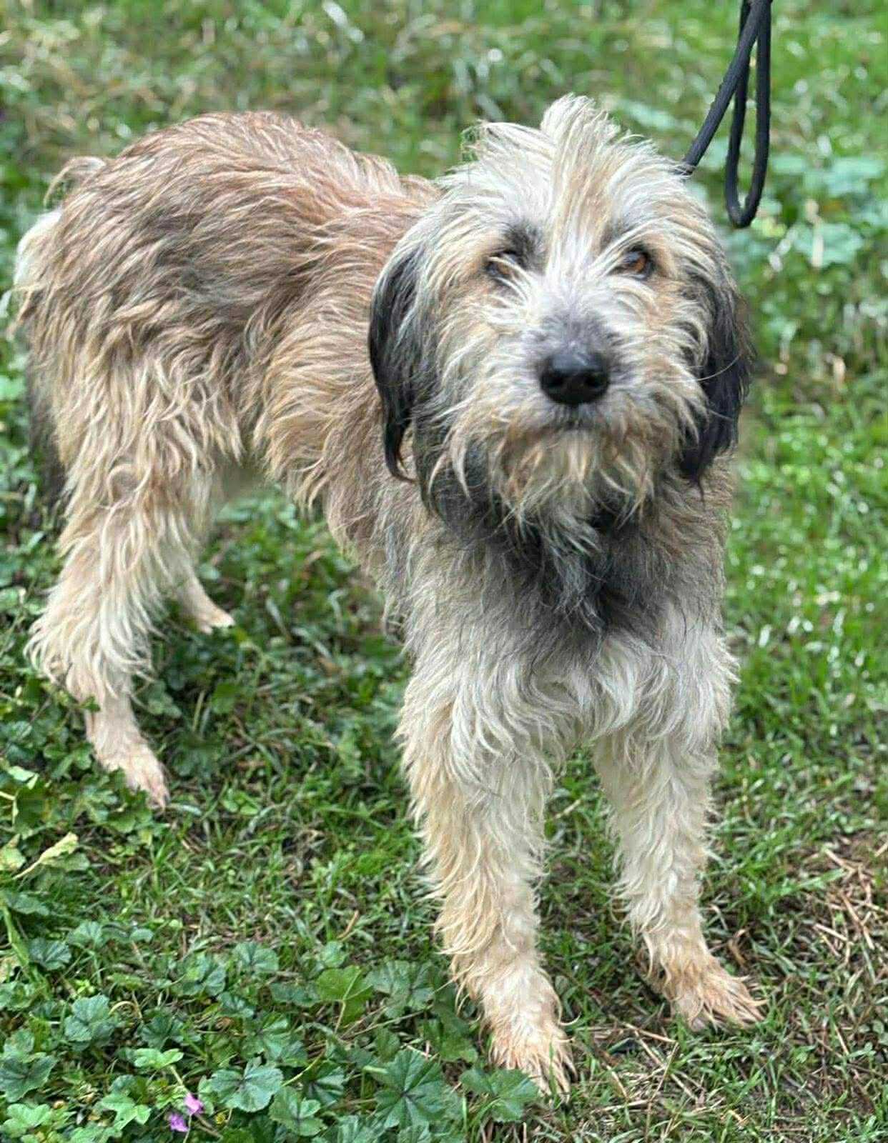 Matei - The Paw Project UK