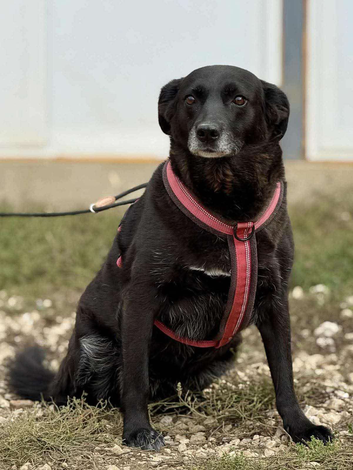 Fae - The Paw Project UK