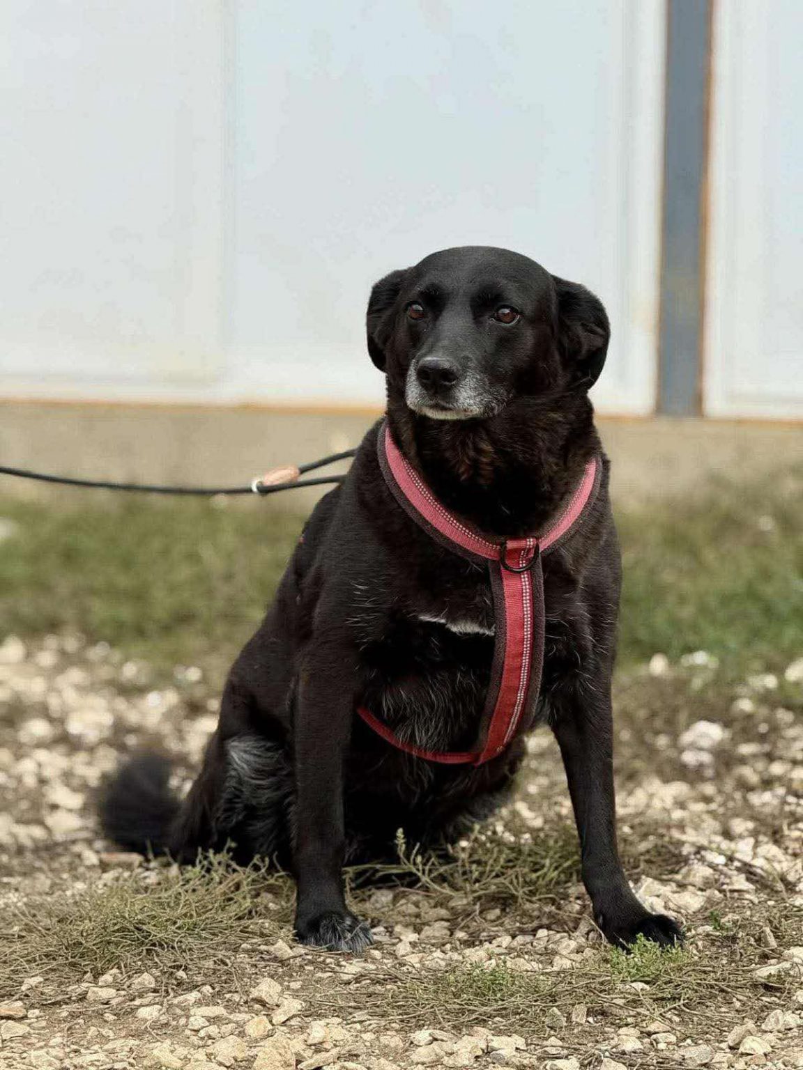 Fae - The Paw Project UK