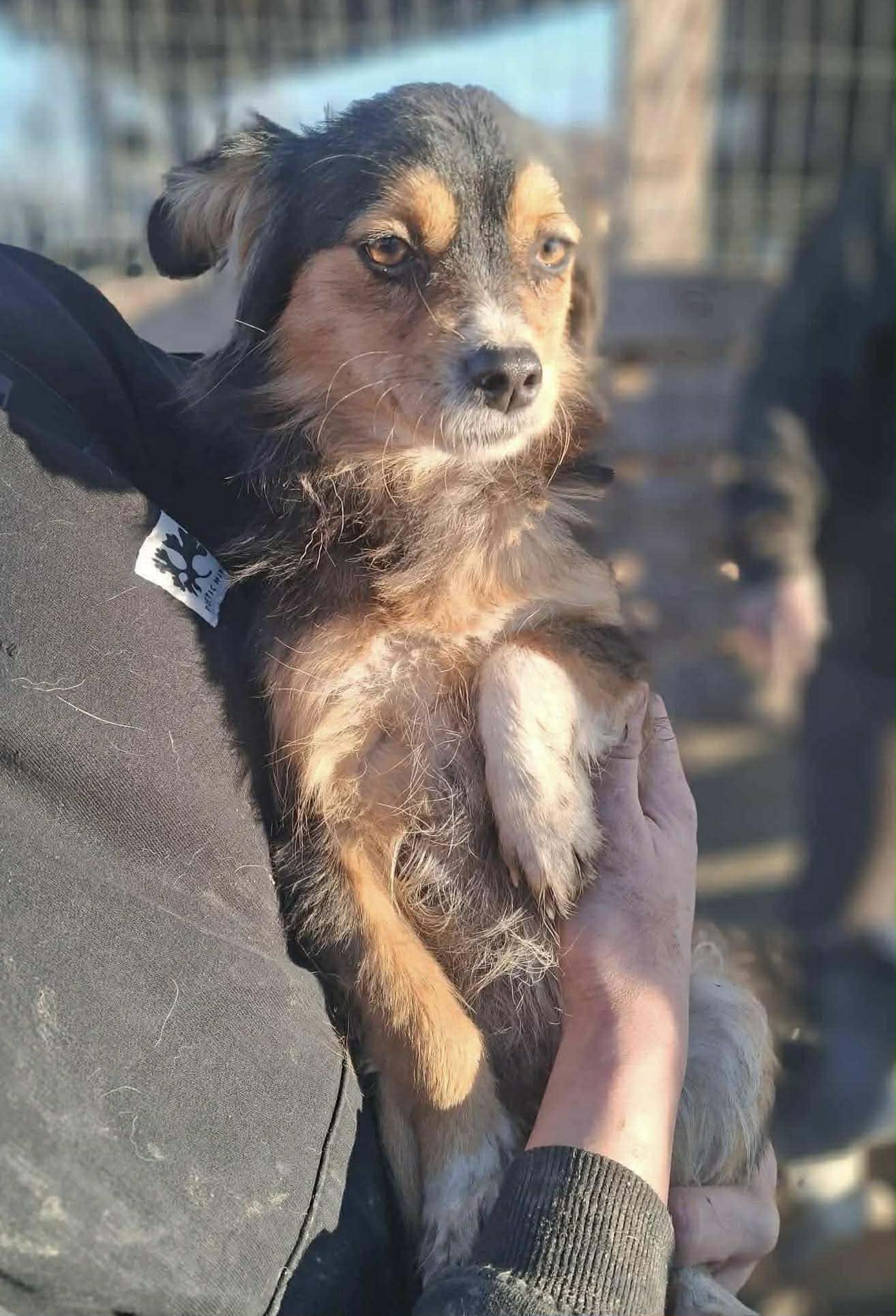 Ladi - The Paw Project UK