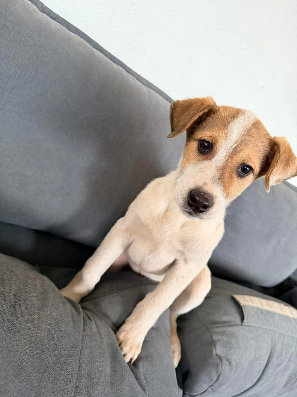 Doug - The Paw Project UK